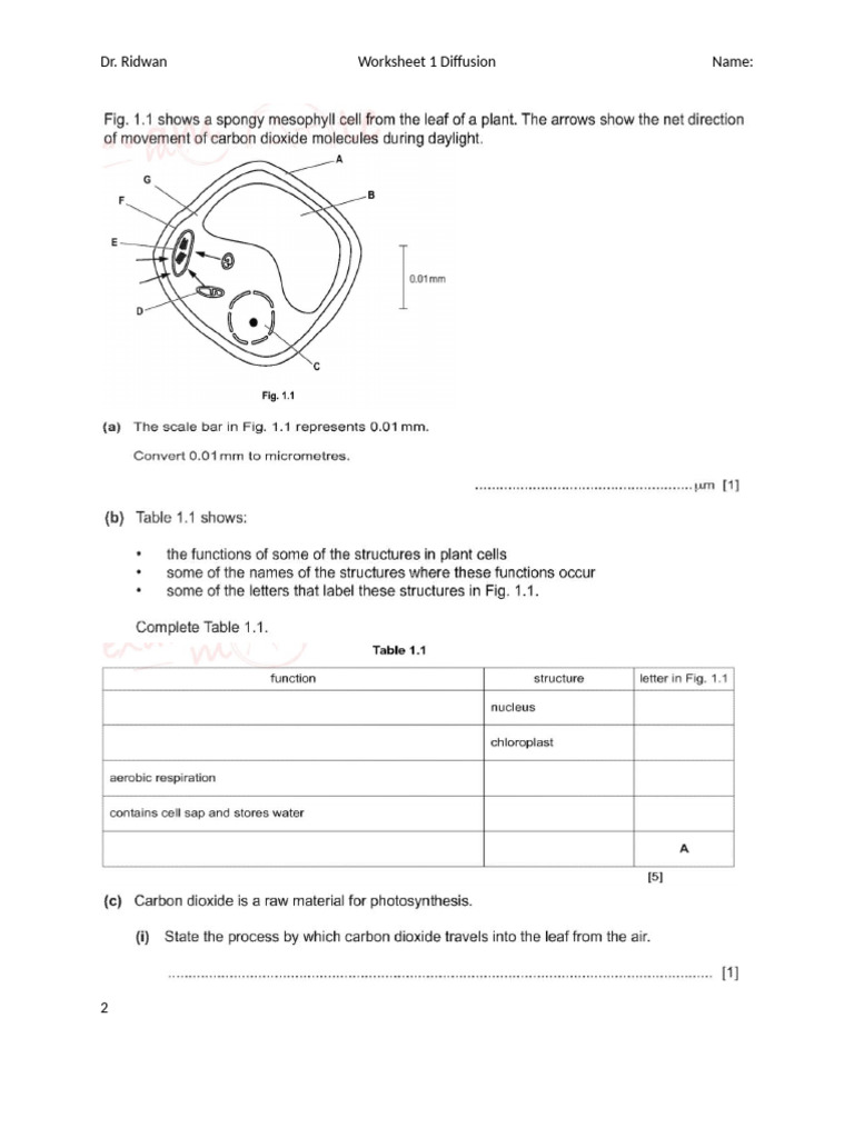 Worksheet 1 Diffusion | PDF