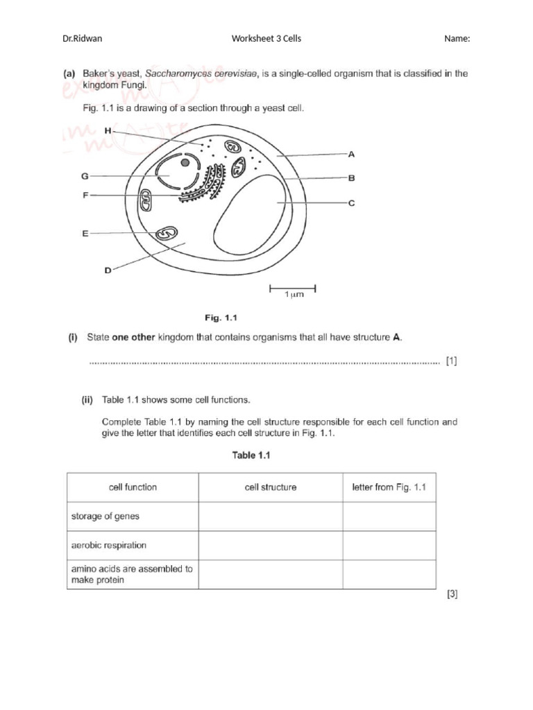 Worksheet 3 Cells | PDF