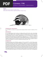 Tejón Melero: Características y Hábitat | PDF | Zoología