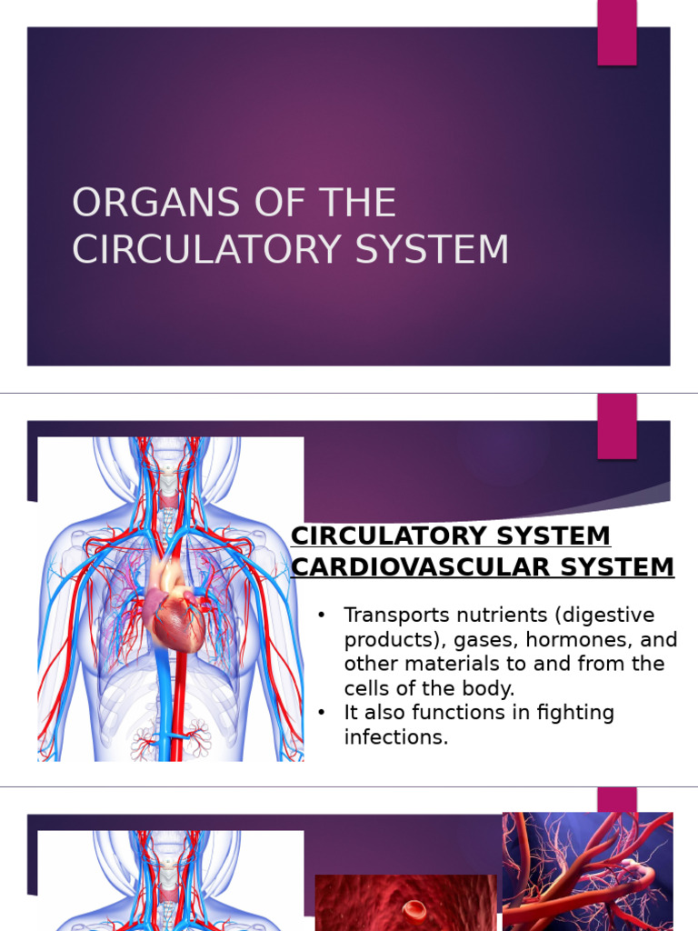 Organs of The Circulatory System | PDF