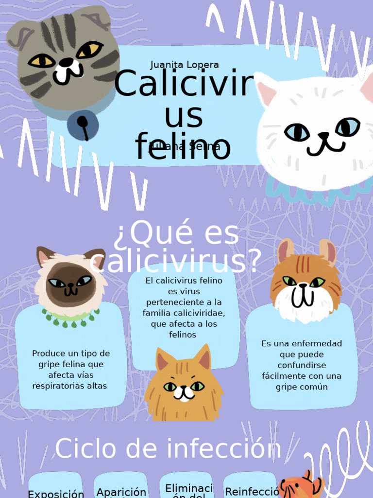 Calicivirus Felino | PDF | Influenza | Infección