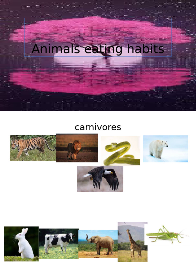 Animals Eating Habits | PDF