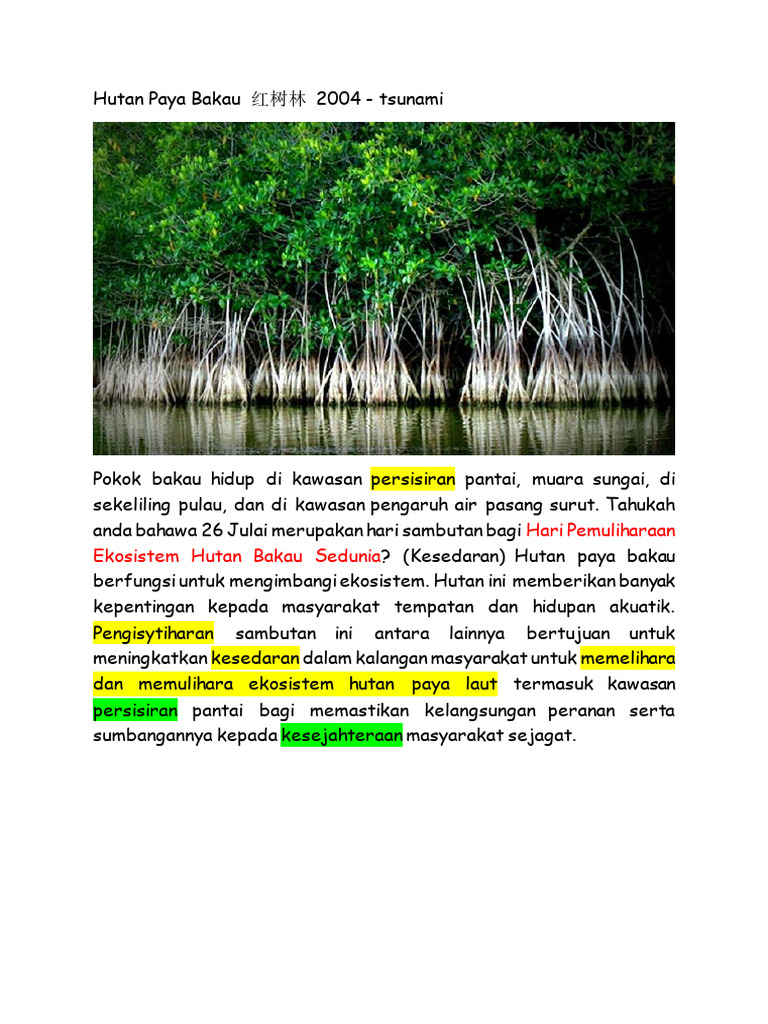 Hutan Paya Bakau 红树林 | PDF