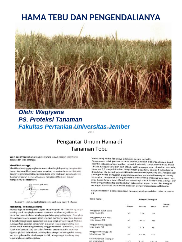 Hama Tanaman Tebu Dan Tembakau | PDF
