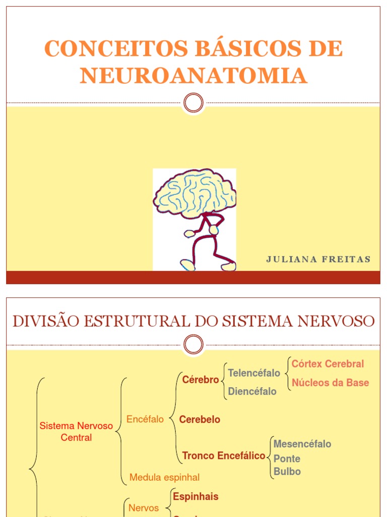 Conceitos Básicos de Neuroanatomia | PDF | Sistema nervoso central ...