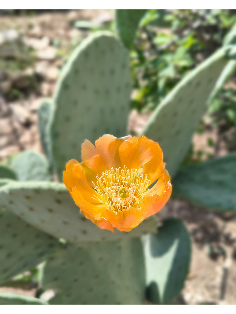 PDF Flor de Nopal | PDF