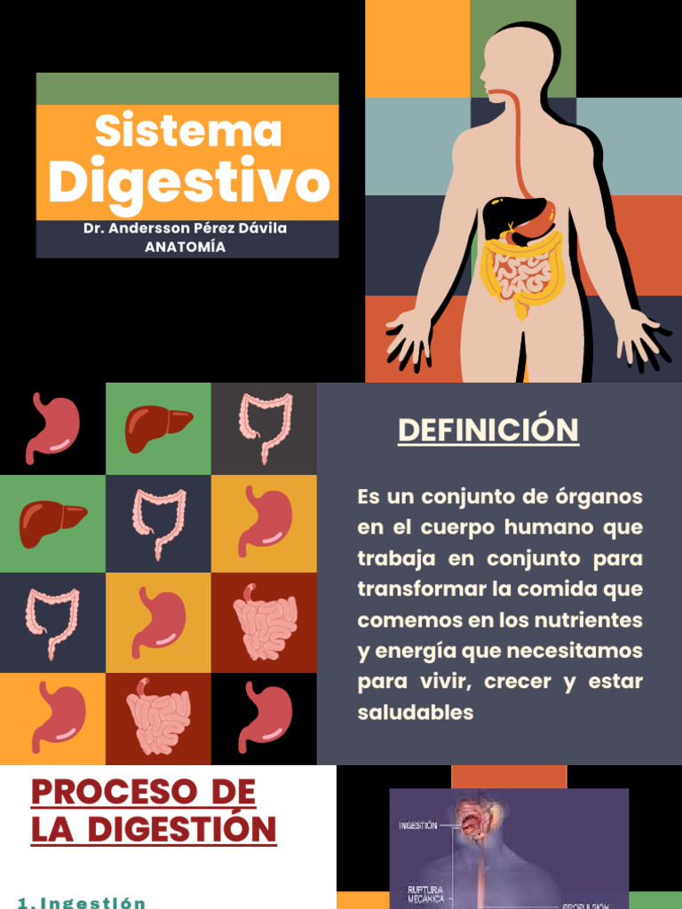 Sistema Digestivo | PDF | Digestión | Sistema digestivo humano