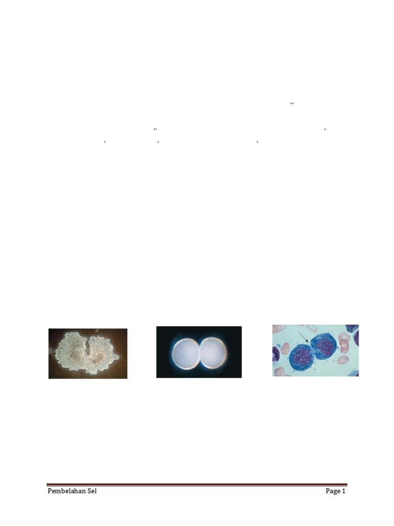 Proses Pembelahan Sel: Amitosis dan Mitosis | PDF