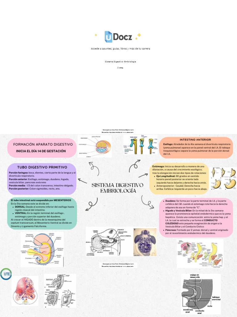 Mapa Mental Clase 1 541399 Downloadable 5473846 | PDF | Sistema digestivo humano | Tracto ...