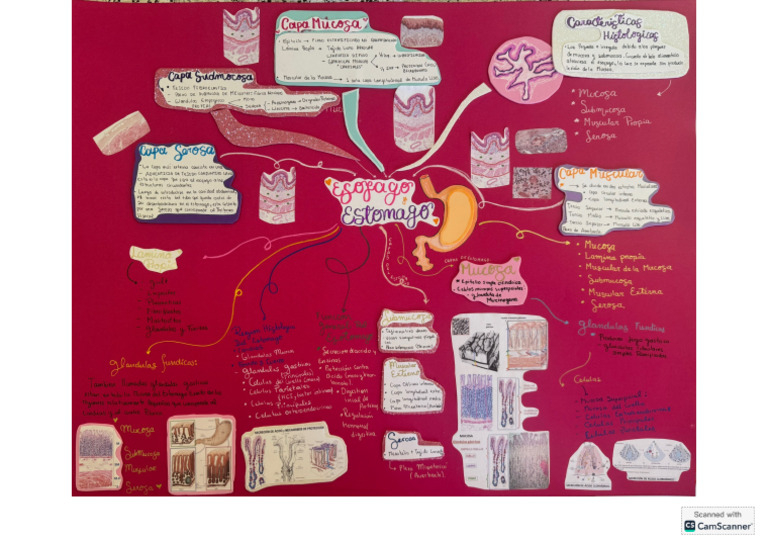 Trabajo Mapa Mental | PDF