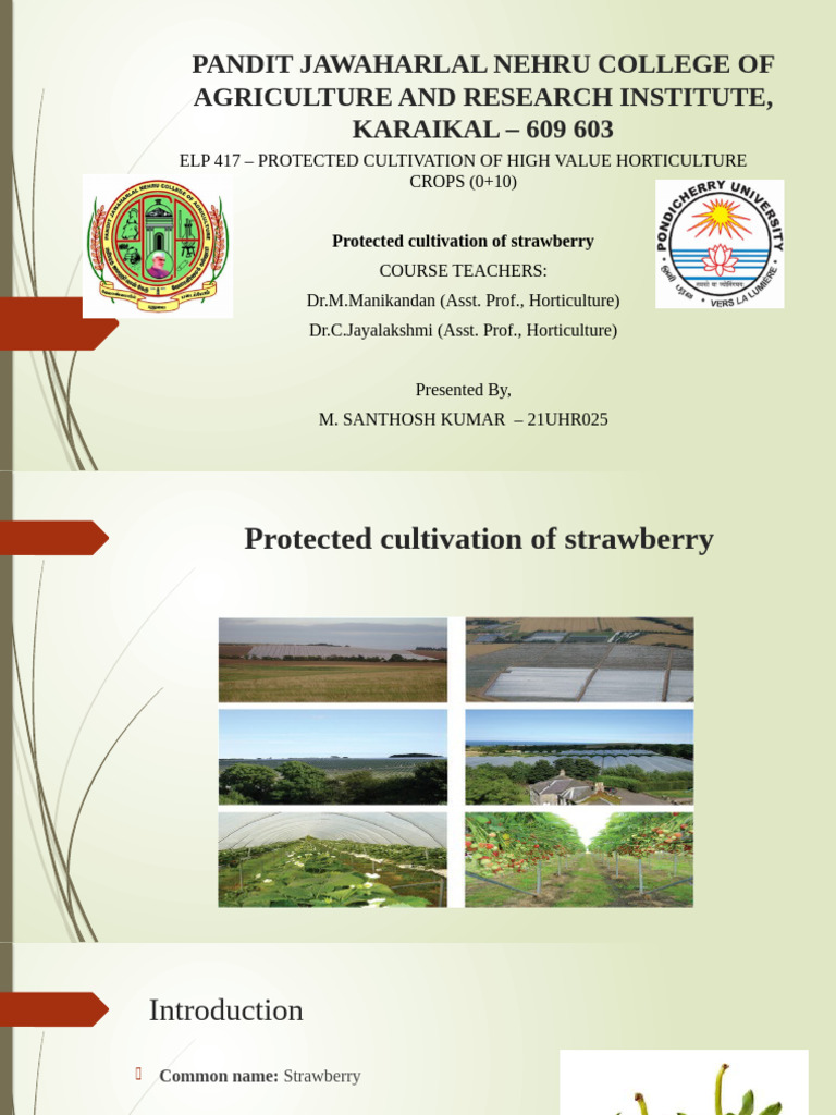 Protected Strawberry Cultivation Guide | PDF | Strawberry | Horticulture