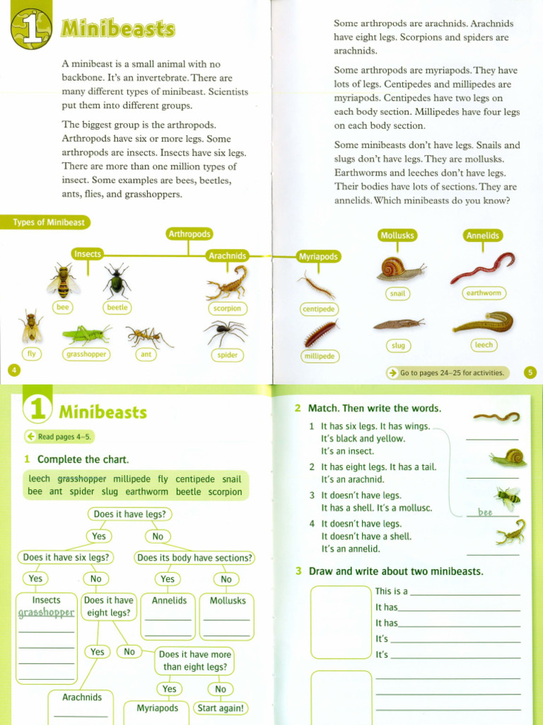 Amazing - Minibeasts 1 | PDF