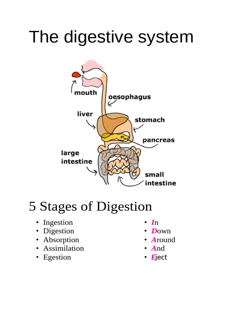 UNIT - IV Digestive System | PDF | Kidney | Digestion