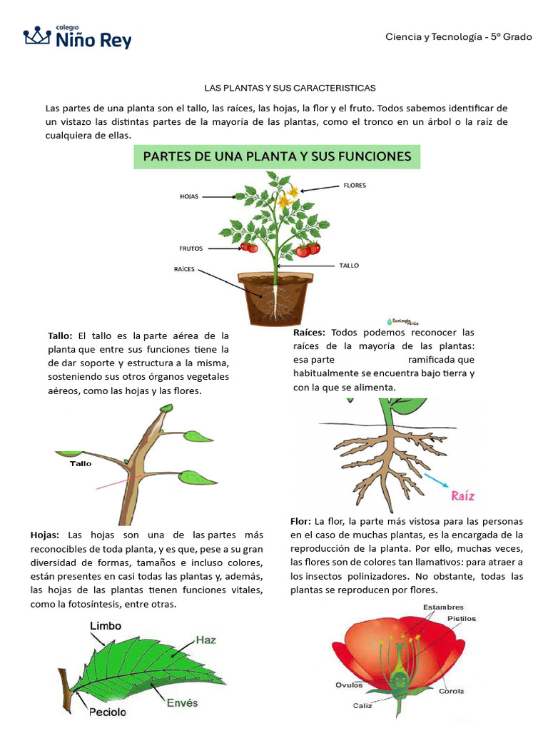Partes y características de las plantas | PDF