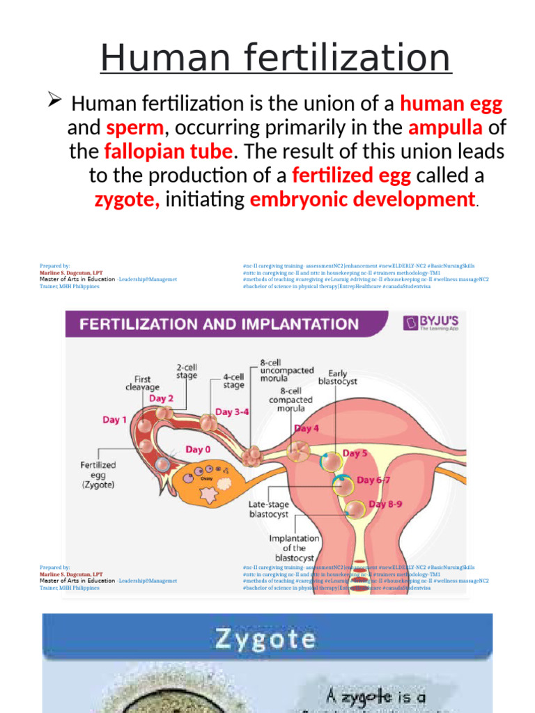 Human Fertilization Childcare | PDF