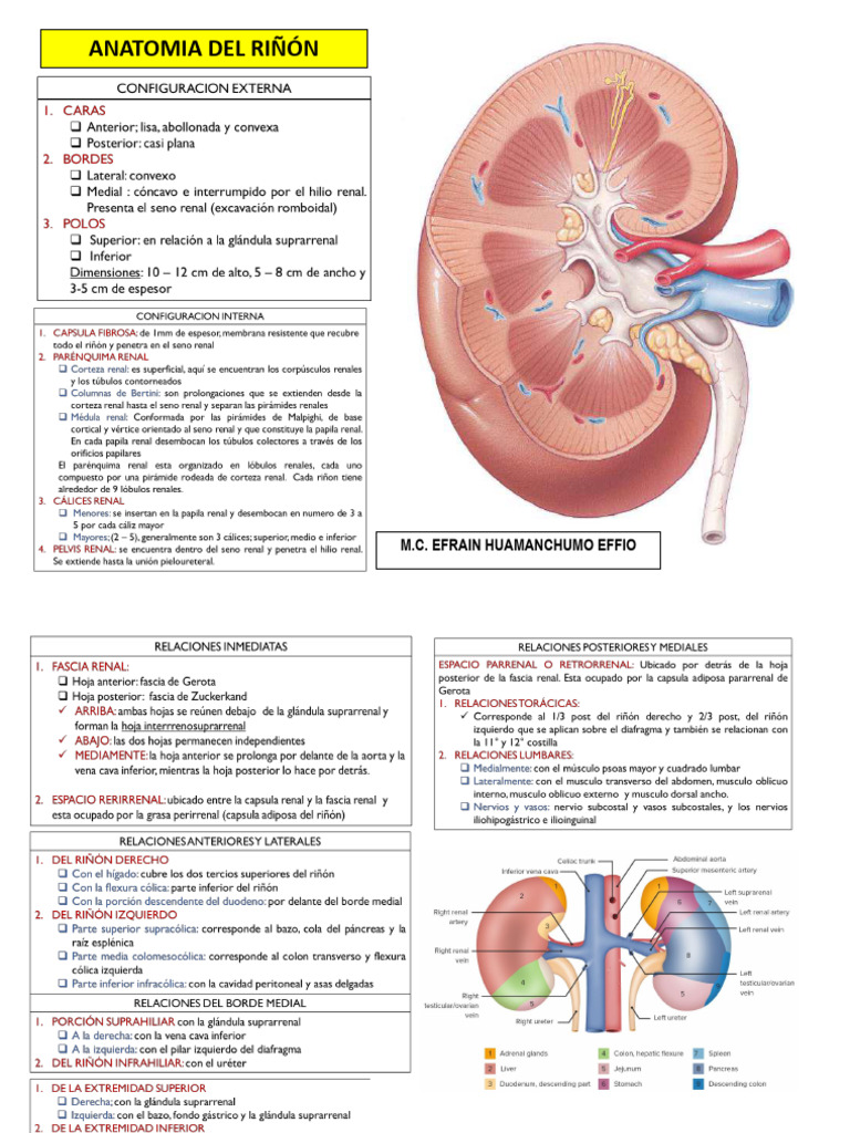 Resumen Anatomia Renal | PDF