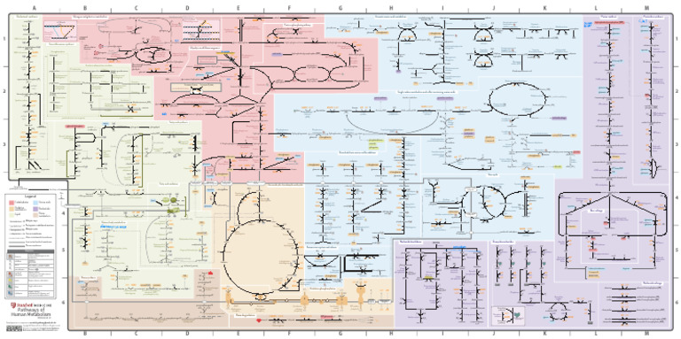 Metabolic Pathways Overview Chart | PDF | Nicotinamide Adenine ...