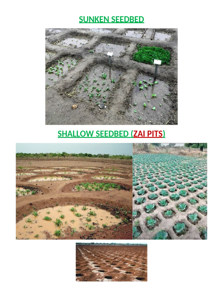 Sunken Seedbed | PDF