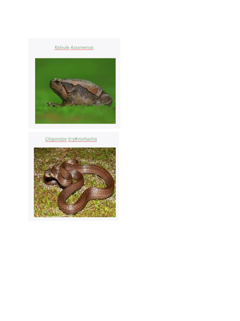Flora and Fauna | PDF