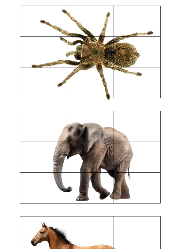 Sains Puzzle Haiwan T2 | PDF