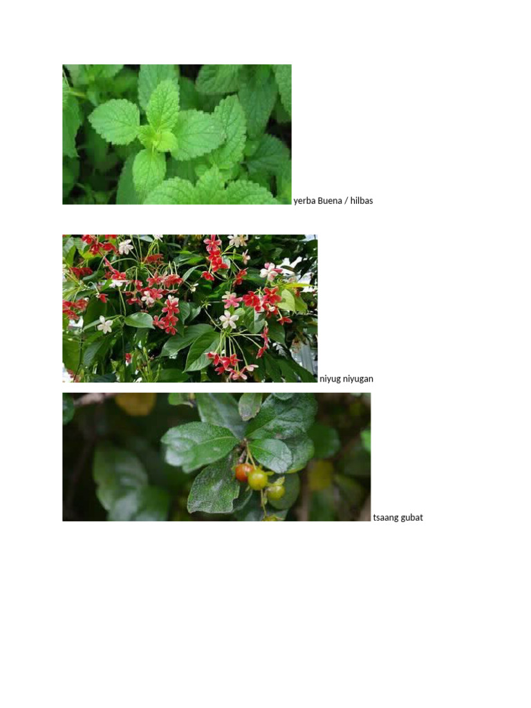 Halamang Gamot | PDF