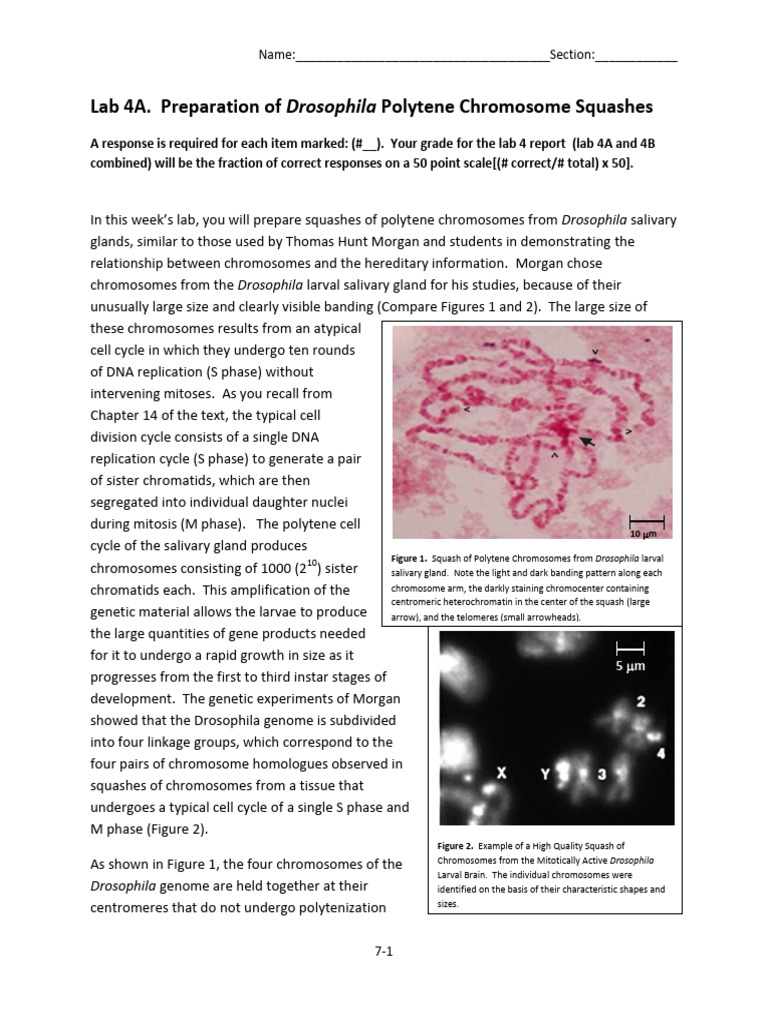 Mounting of Polytene Chromosome | PDF | Mitosis | Chromosome