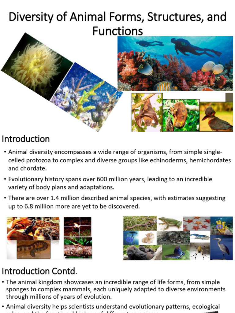 Diversity of Animal Forms, Structures Lecture PPT 25 | PDF ...