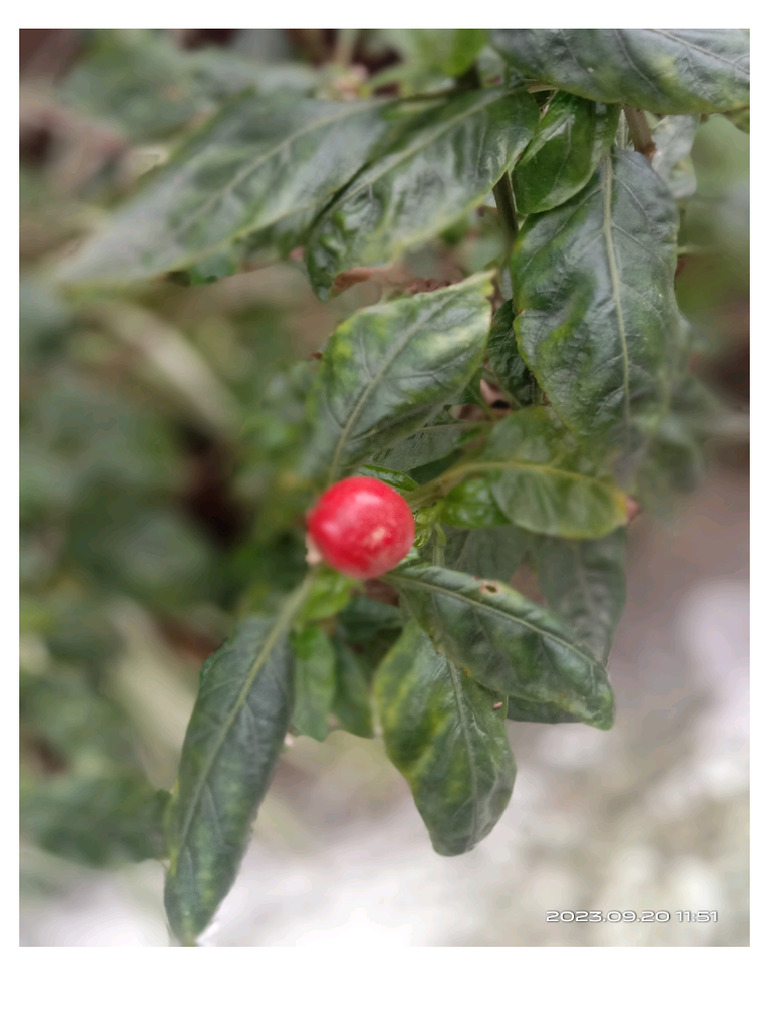 Red Round Chilli | PDF