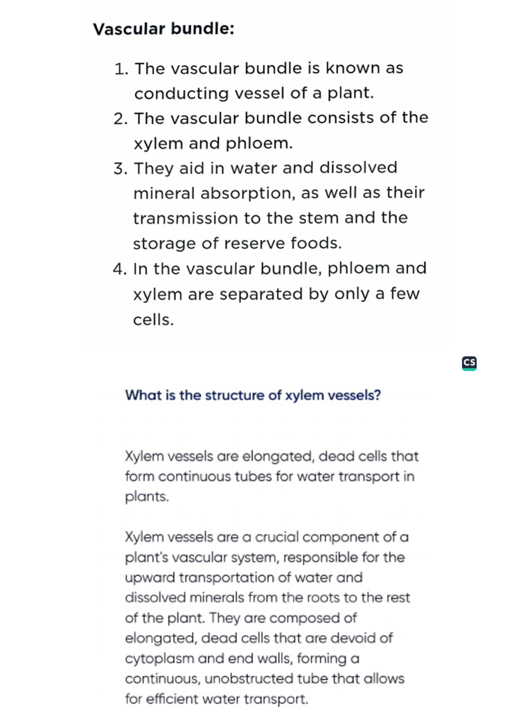 Structure of Vascular Tissue in Plants | PDF