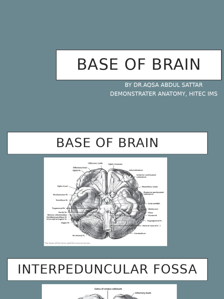 Interpeduncular Fossa Anatomy Overview | PDF