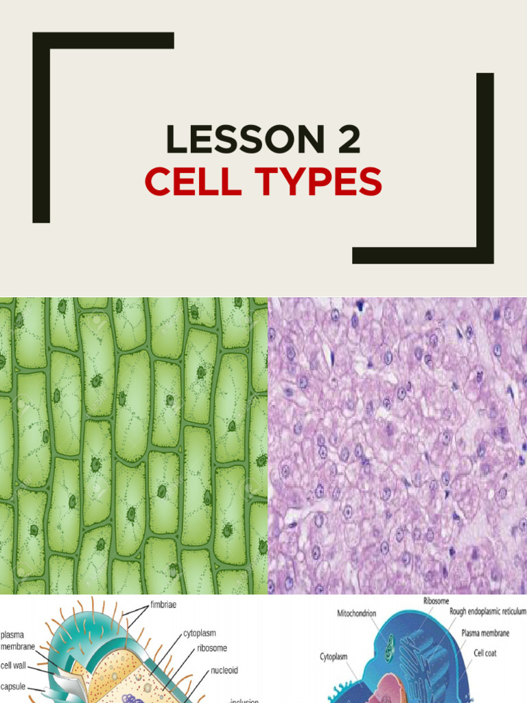 2 Classification of Cell | PDF | Cell (Biology) | Prokaryote