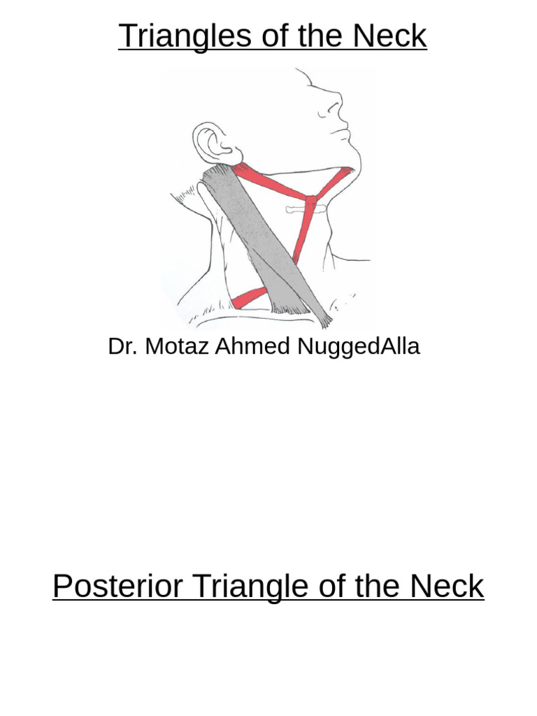 Triangles of The Neck | PDF | Common Carotid Artery | Neck