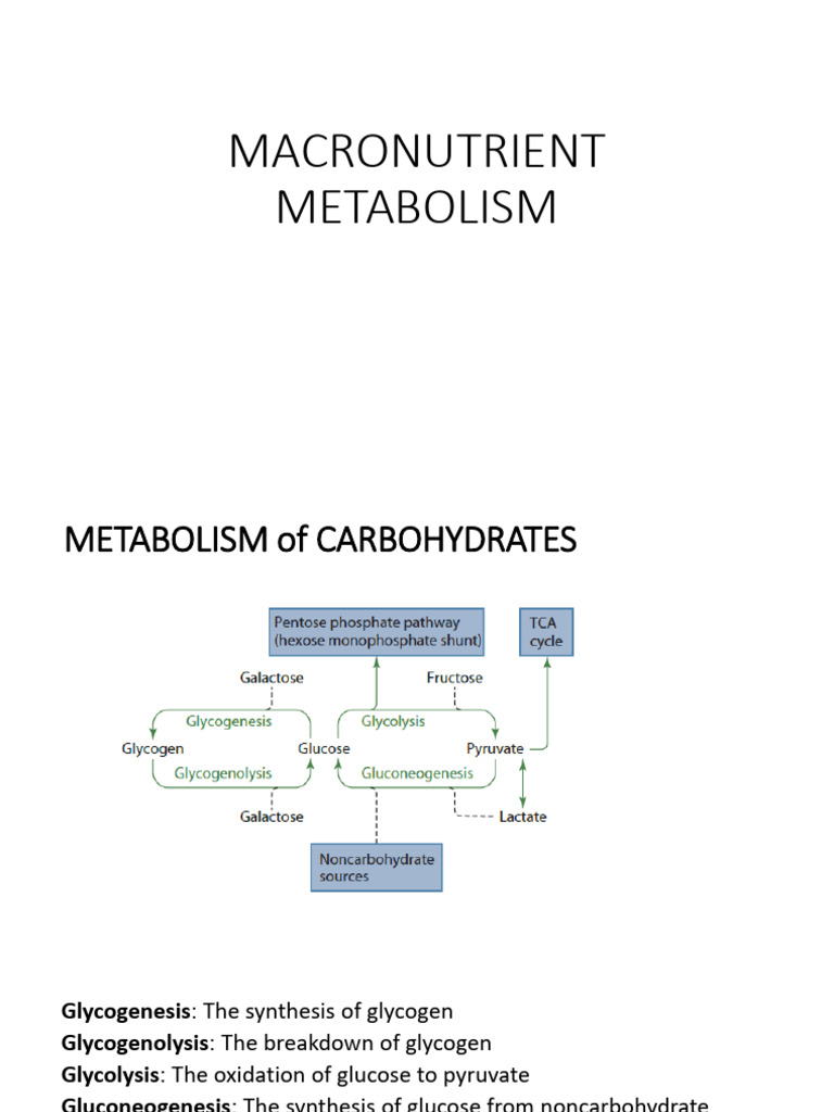 Macronutrient Metabolism | PDF | Glycolysis | Diet & Nutrition