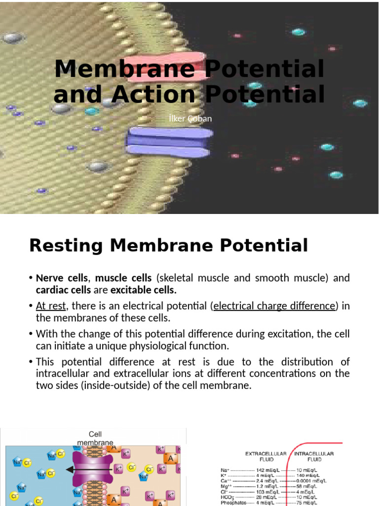 Membrane Potential and Action Potential | PDF | Action Potential ...