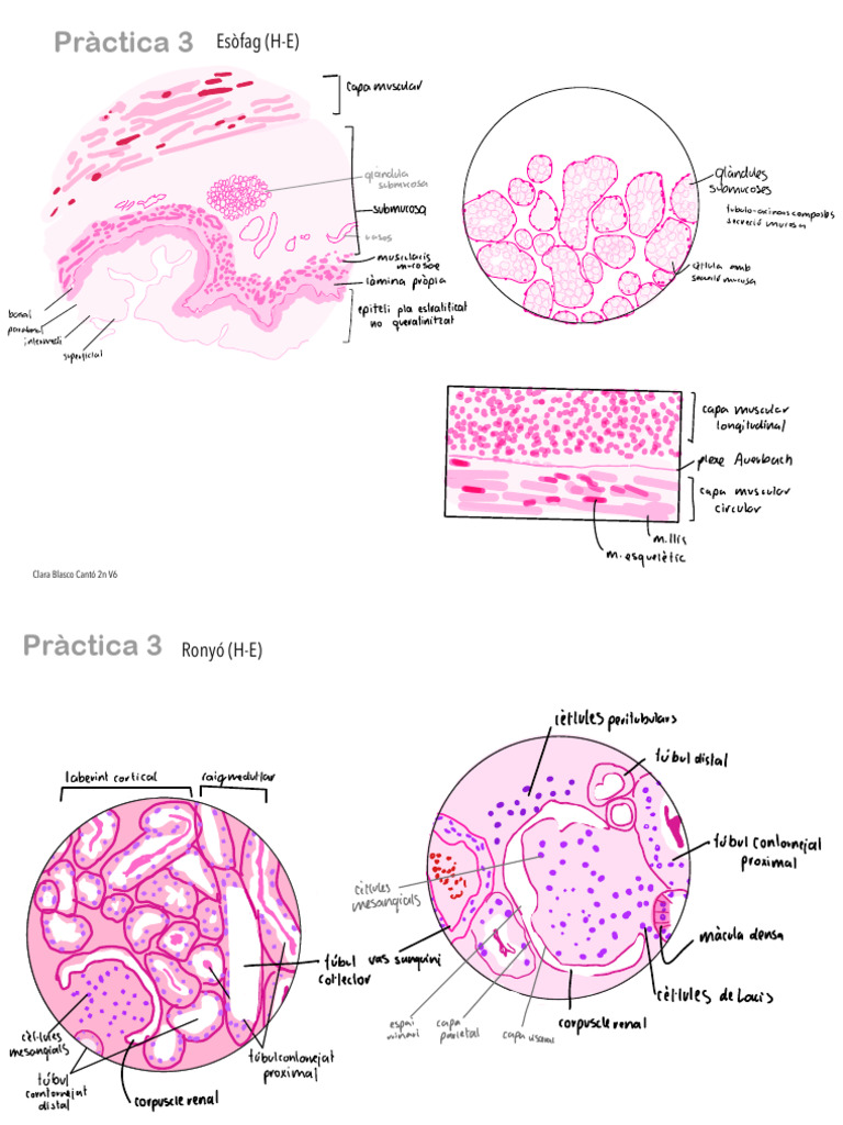 Blasco Canto Clara Pratica3 VL6 n5 | PDF