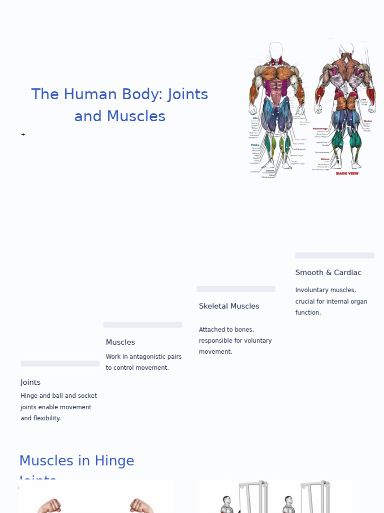 The Human Body - Joints and Muscles | PDF | Muscle | Arm