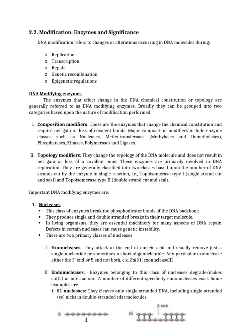 2.2 Modification Enzymes and Significance | PDF | Dna | Dna Replication