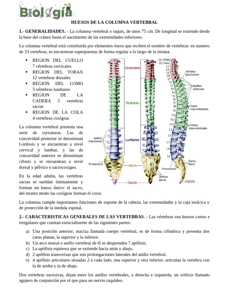 Huesos de La Columna Vertebral | PDF | Vértebra | La columna vertebral