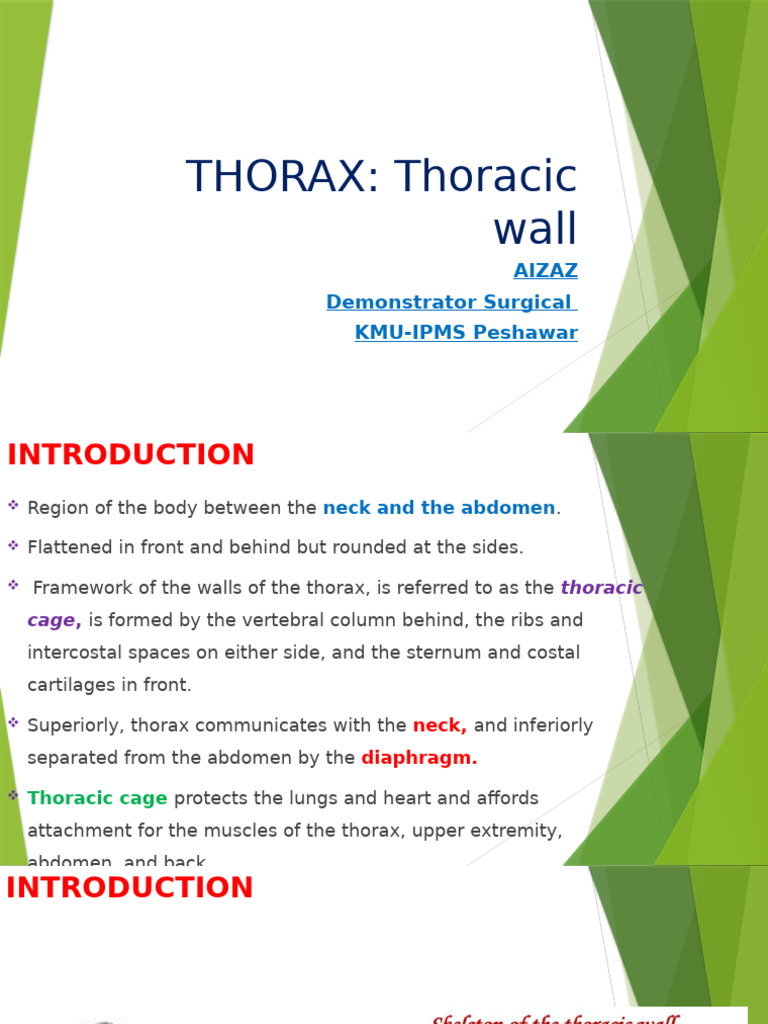Anatomy of the Thoracic Wall and Cage | PDF | Thorax | Vertebra