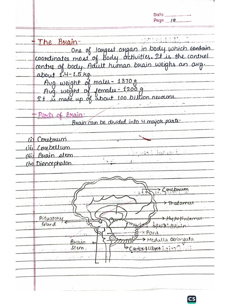Brain & Spinal Cord | PDF