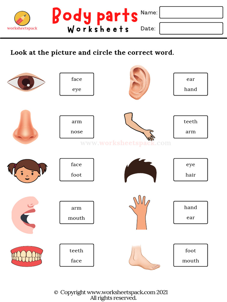 Body Parts Identification Worksheet | PDF