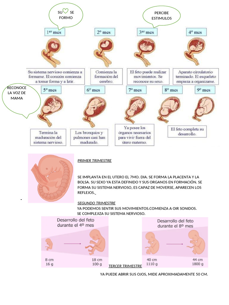 Los Trimestres Del Embarazo | PDF