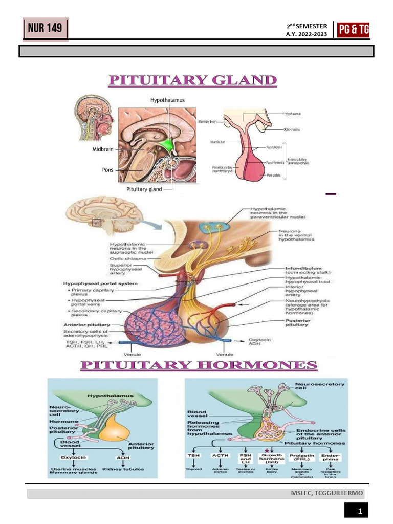 TSH Hormone and Pituitary Disorders | PDF | Pituitary Gland | Endocrinology
