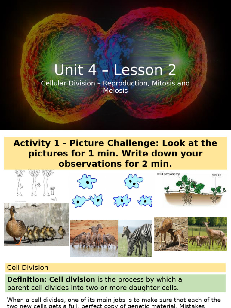 Lesson 2 - Cellular Processes - Reproduction With Video | PDF ...