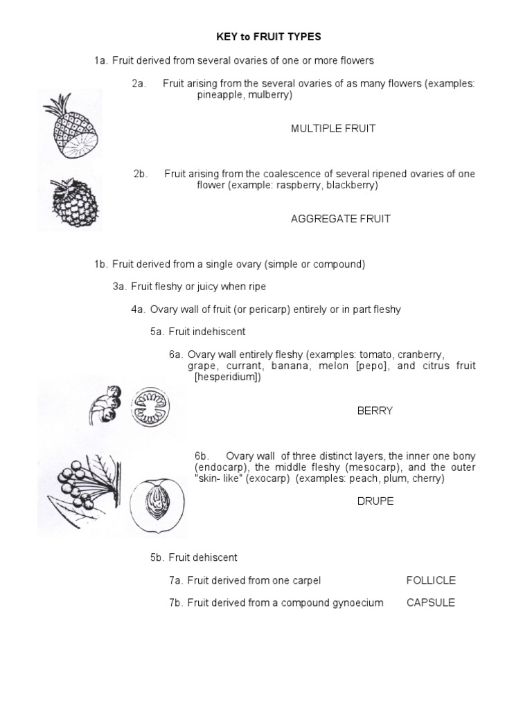 Poricidal Capsule Characteristics | PDF | Fruit | Crops