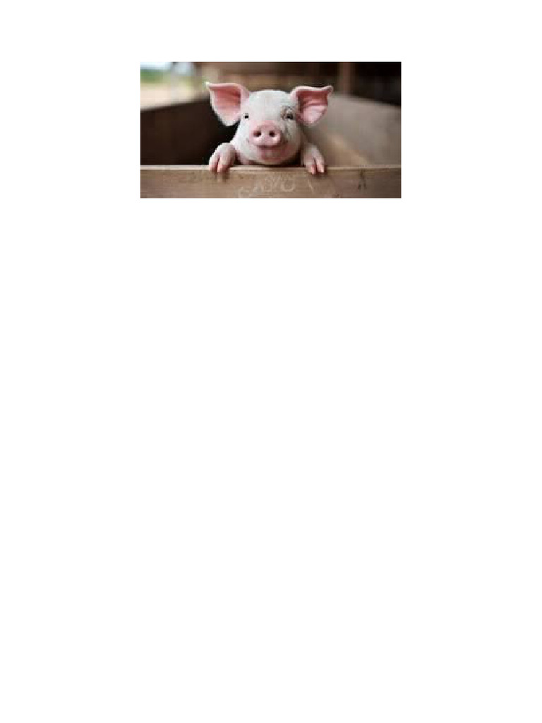 Contoh Gambar Babi Pdf