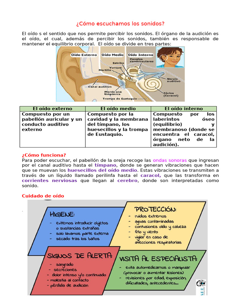 El Sentido Del Oído | PDF | Oído | Escuchando