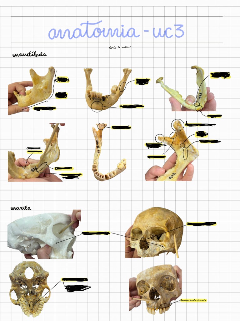 Anatomia UC3 - 250421 - 102112 | PDF