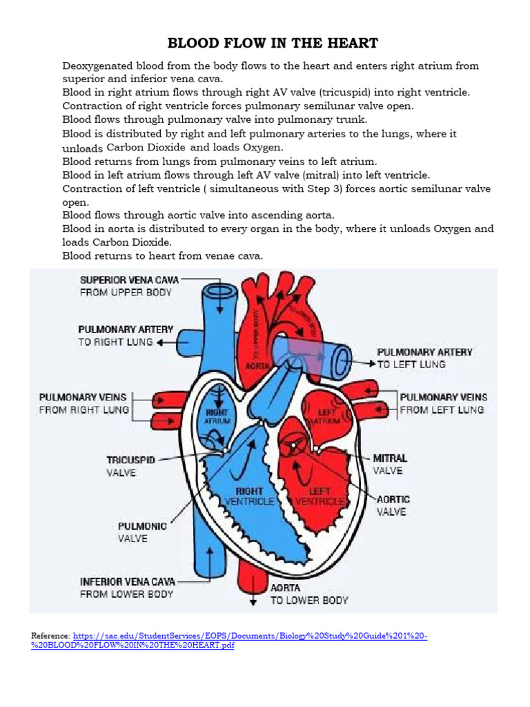 Bio104 Blood Flow in The Heart | PDF