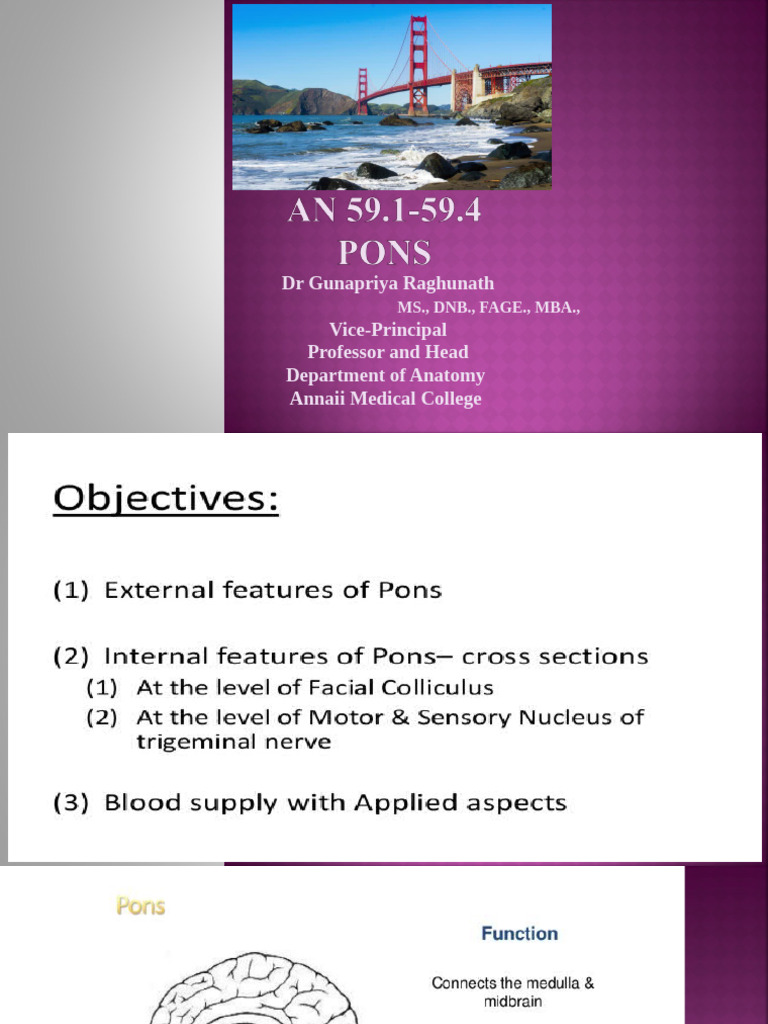 Pons | PDF